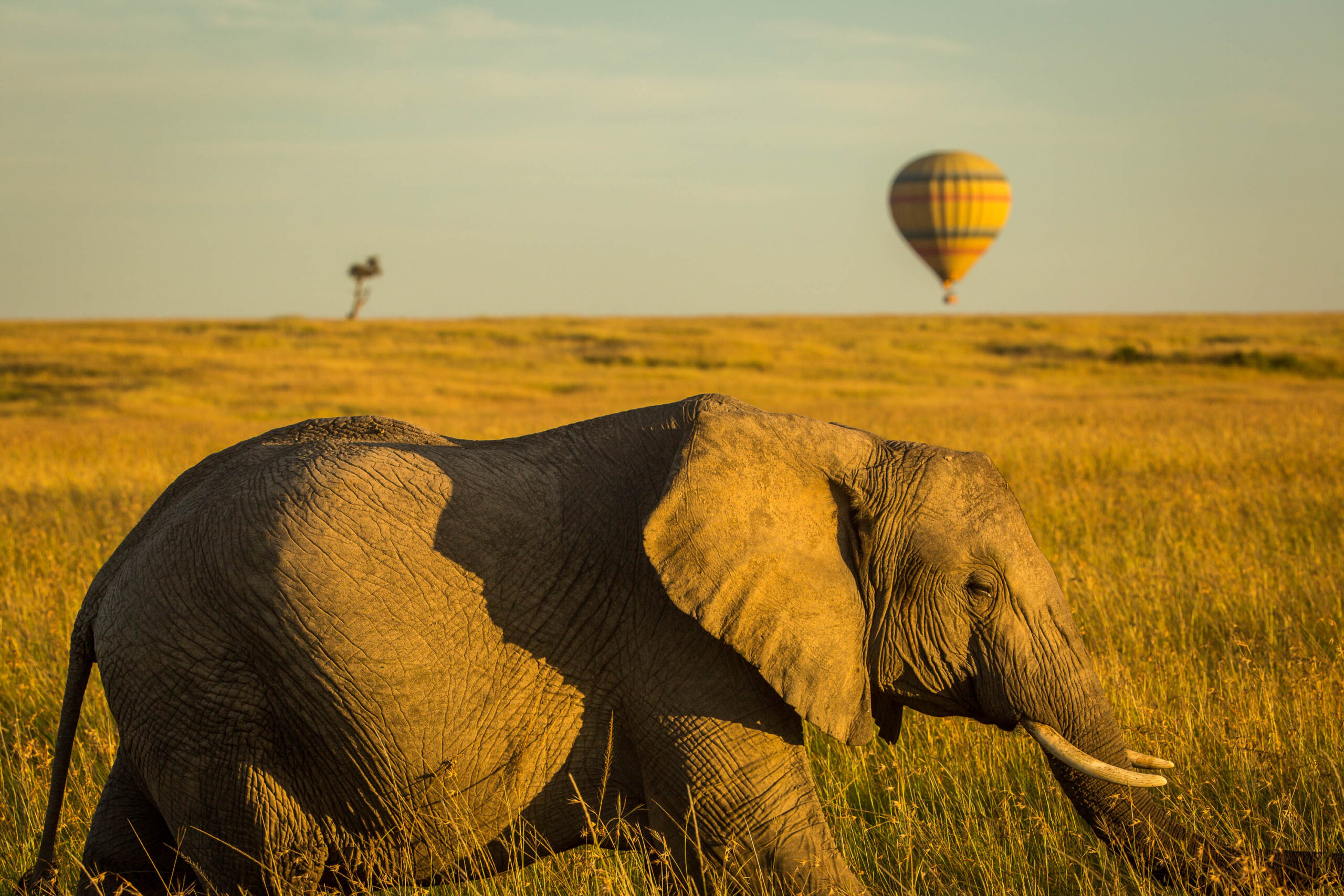 Home - The Out Of Africa Experience